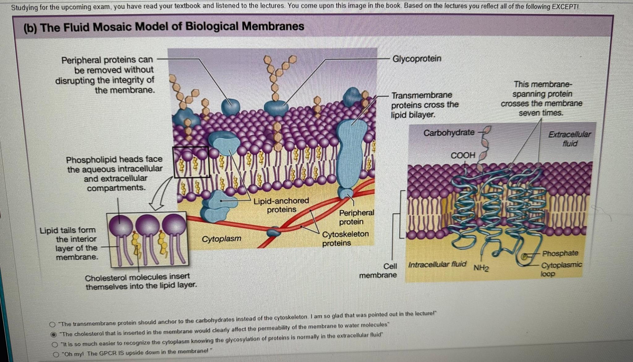 Solved (b) ﻿The Fluid Mosaic Model of Biological | Chegg.com