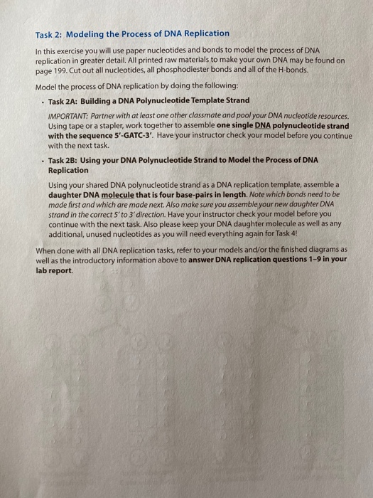 Task 2: Modeling the Process of DNA Replication In | Chegg.com