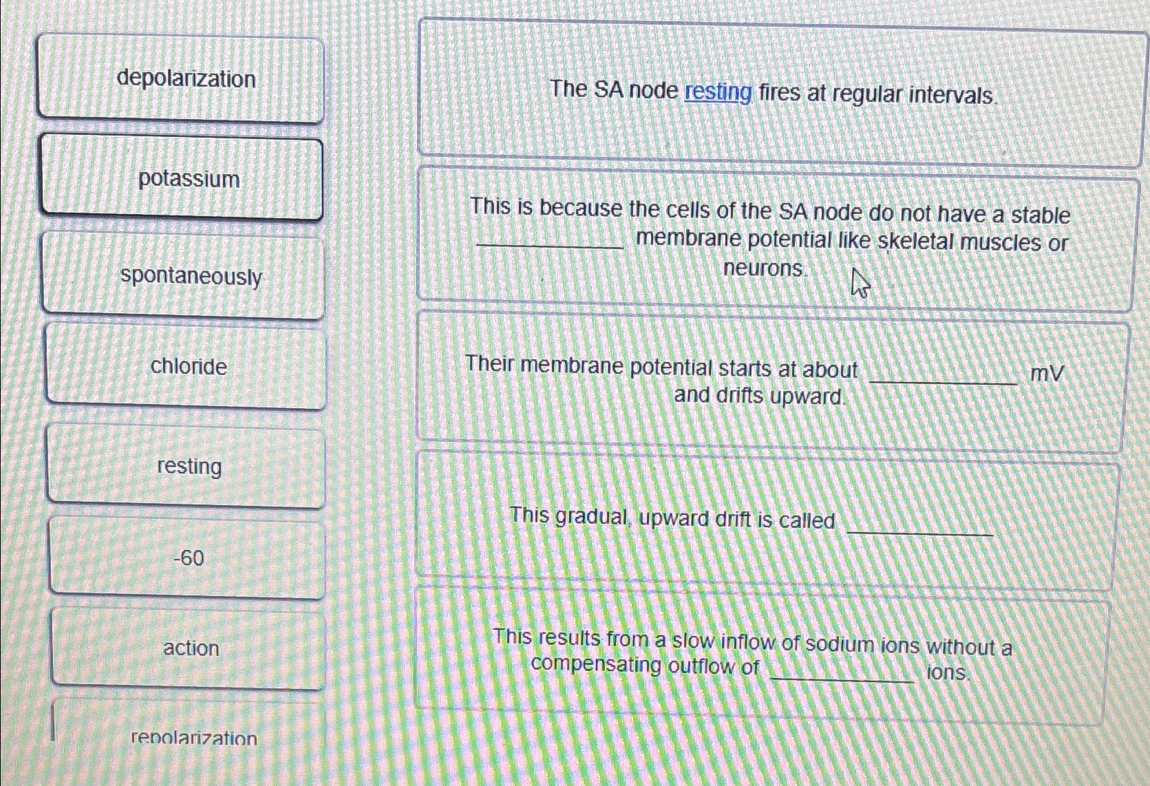 Solved The SA node resting fires at regular intervals.This | Chegg.com