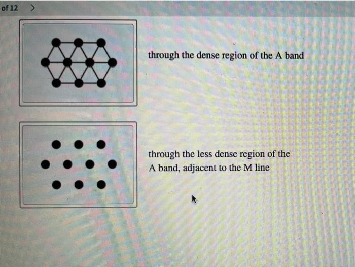 Solved The symmetry of thick and thin filaments in a | Chegg.com