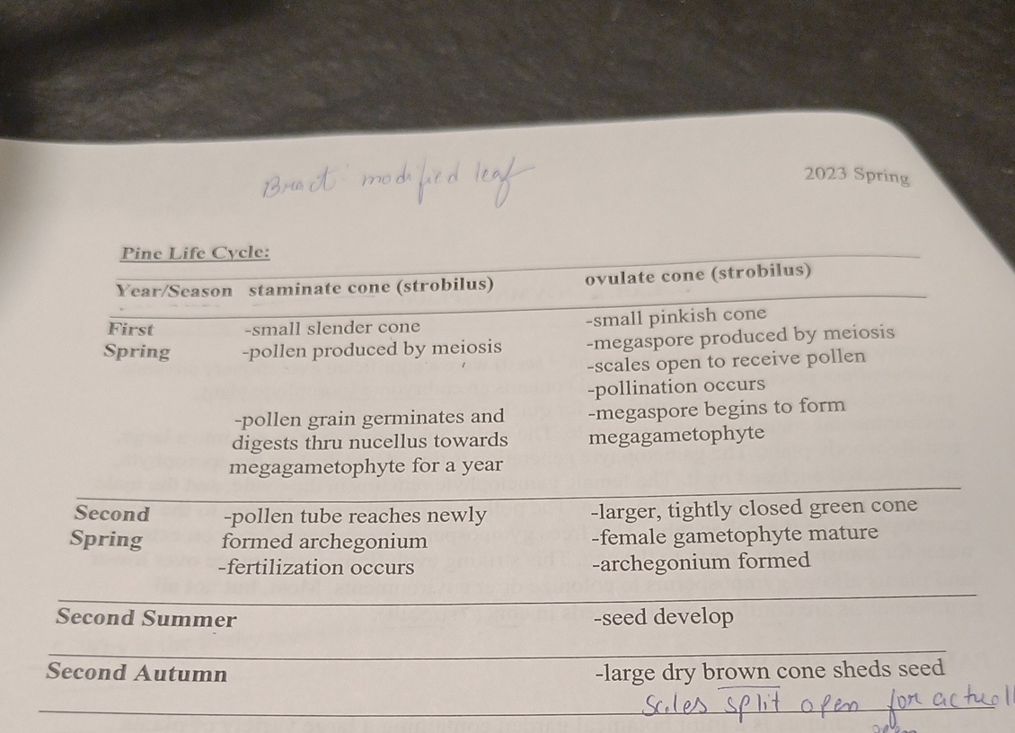 Bract modified leaf 2023 ﻿SpringPine Life | Chegg.com