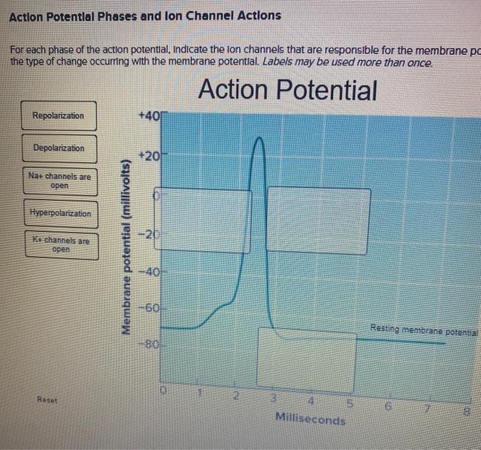 Solved Action Potential Phases and lon Channel Actions For | Chegg.com