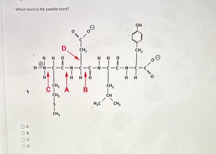Solved Which bond is the peptide bond? Which bond connects | Chegg.com