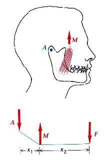 Solved The figure shows a diagram of the jaw. Chewing is | Chegg.com