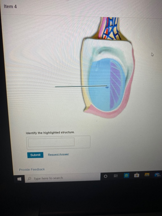 Solved Item 4 Identify the highlighted structure. Submit | Chegg.com