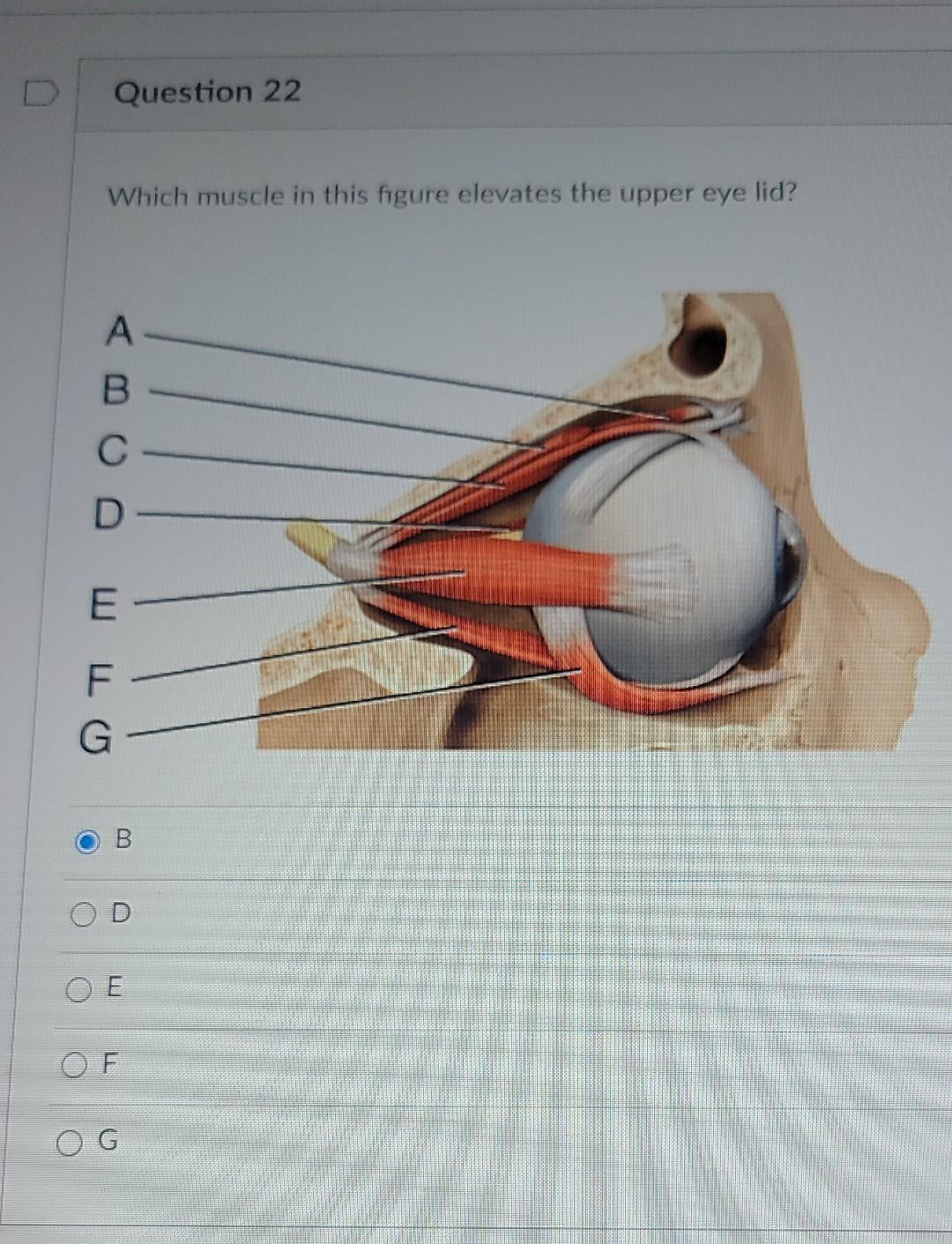 Solved Question 22 Which muscle in this figure elevates the | Chegg.com