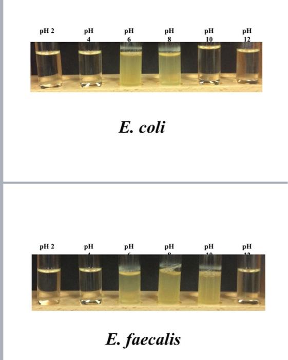 E. coli E. faecalisStaph. aureus Alcaligenes | Chegg.com