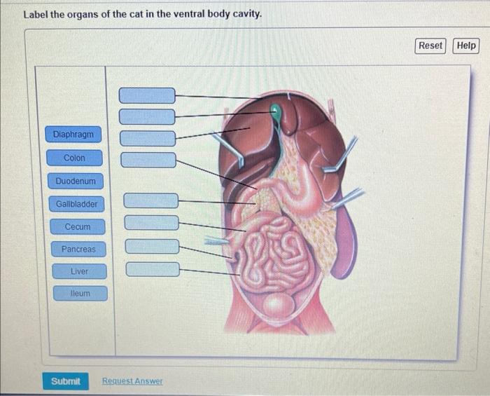 Solved Label the organs of the cat in the ventral body | Chegg.com