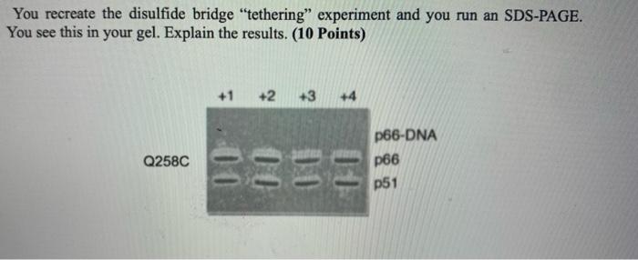 Solved You recreate the disulfide bridge "tethering" | Chegg.com
