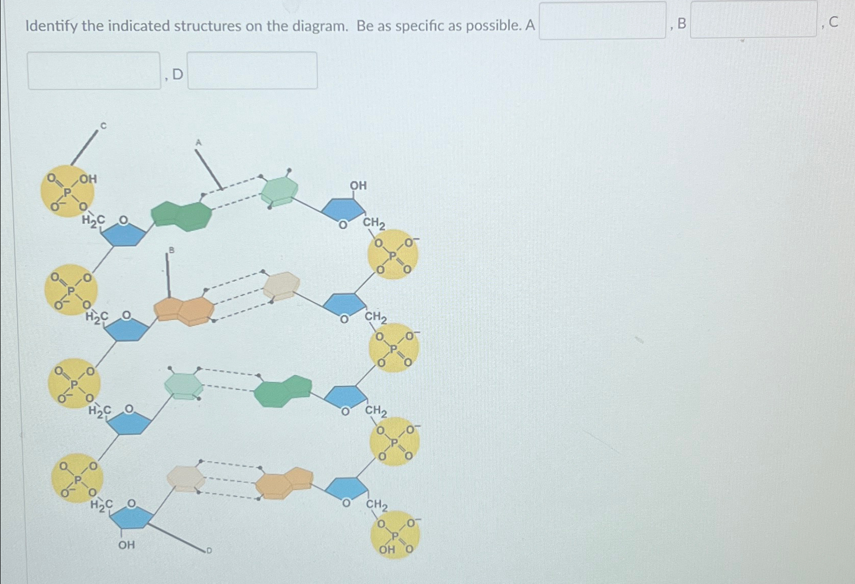 Solved Identify the indicated structures on the diagram. Be | Chegg.com
