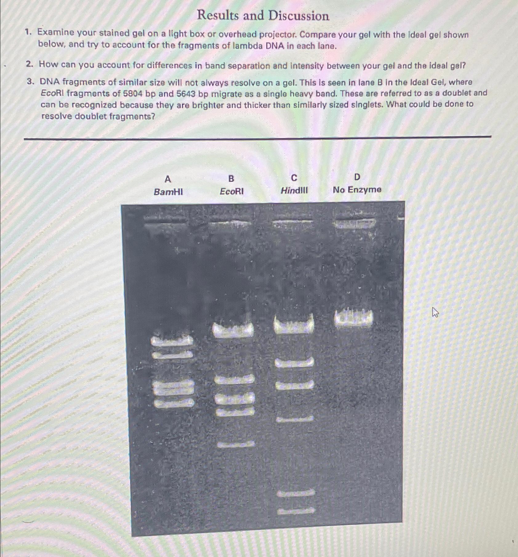 Solved Results and DiscussionExamine your stained gel on a | Chegg.com