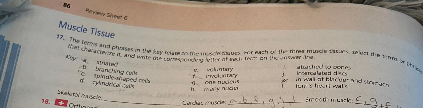 Solved 86Review Sheet 6Muscle Tissue17. ﻿The terms and | Chegg.com
