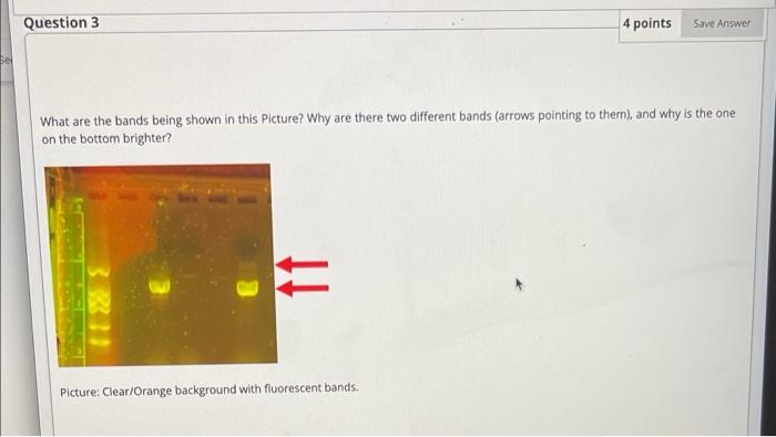 Solved Question 3 4 points Save Answer What are the bands | Chegg.com