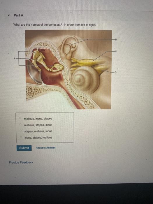 Solved Part A What are the names of the bones at A, in order | Chegg.com
