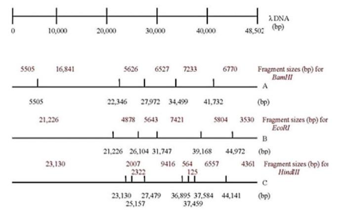 Use the Lambda restriction map showing the | Chegg.com