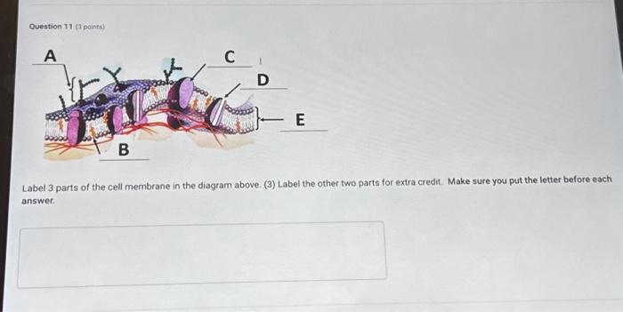 Solved Question 11 (3 points) A B C D E Label 3 parts of the | Chegg.com