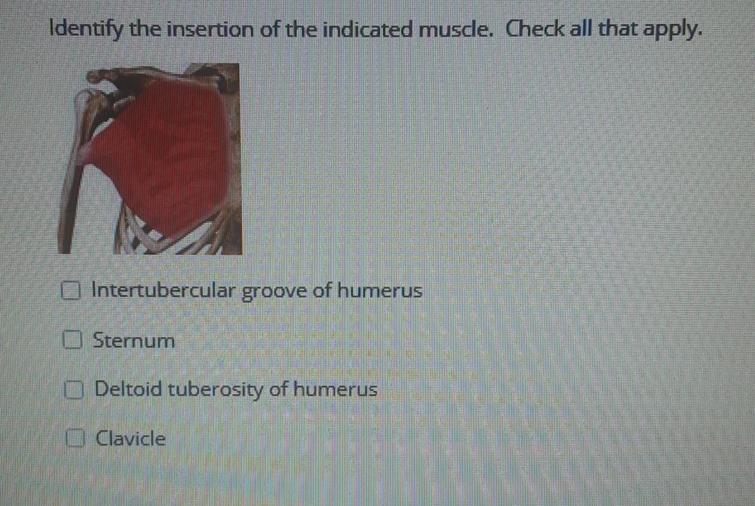 Solved Identify the insertion of the indicated muscle. Check | Chegg.com