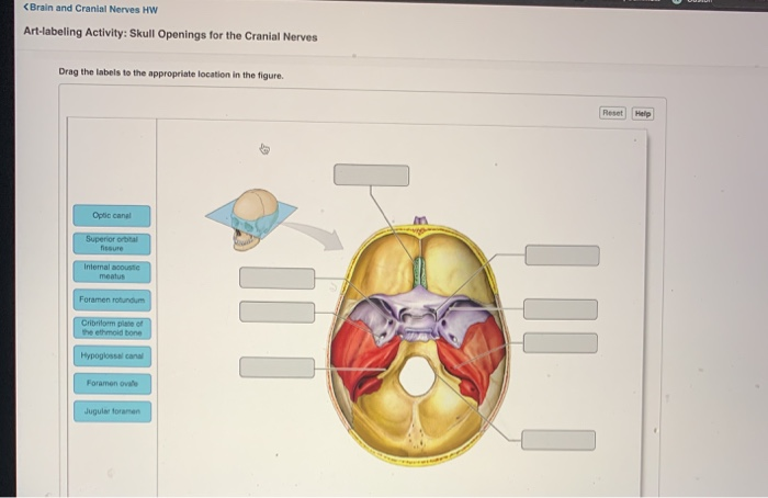 Solved Art-labeling Activity: Superior Surface Structures of | Chegg.com