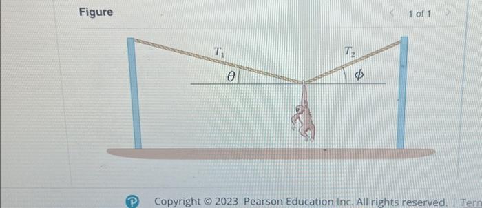 Solved A monkey of mass 7.6 kg monkey hangs from a rope, as | Chegg.com