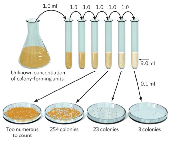 Solved How many cells per ml do we have in this sample? | Chegg.com