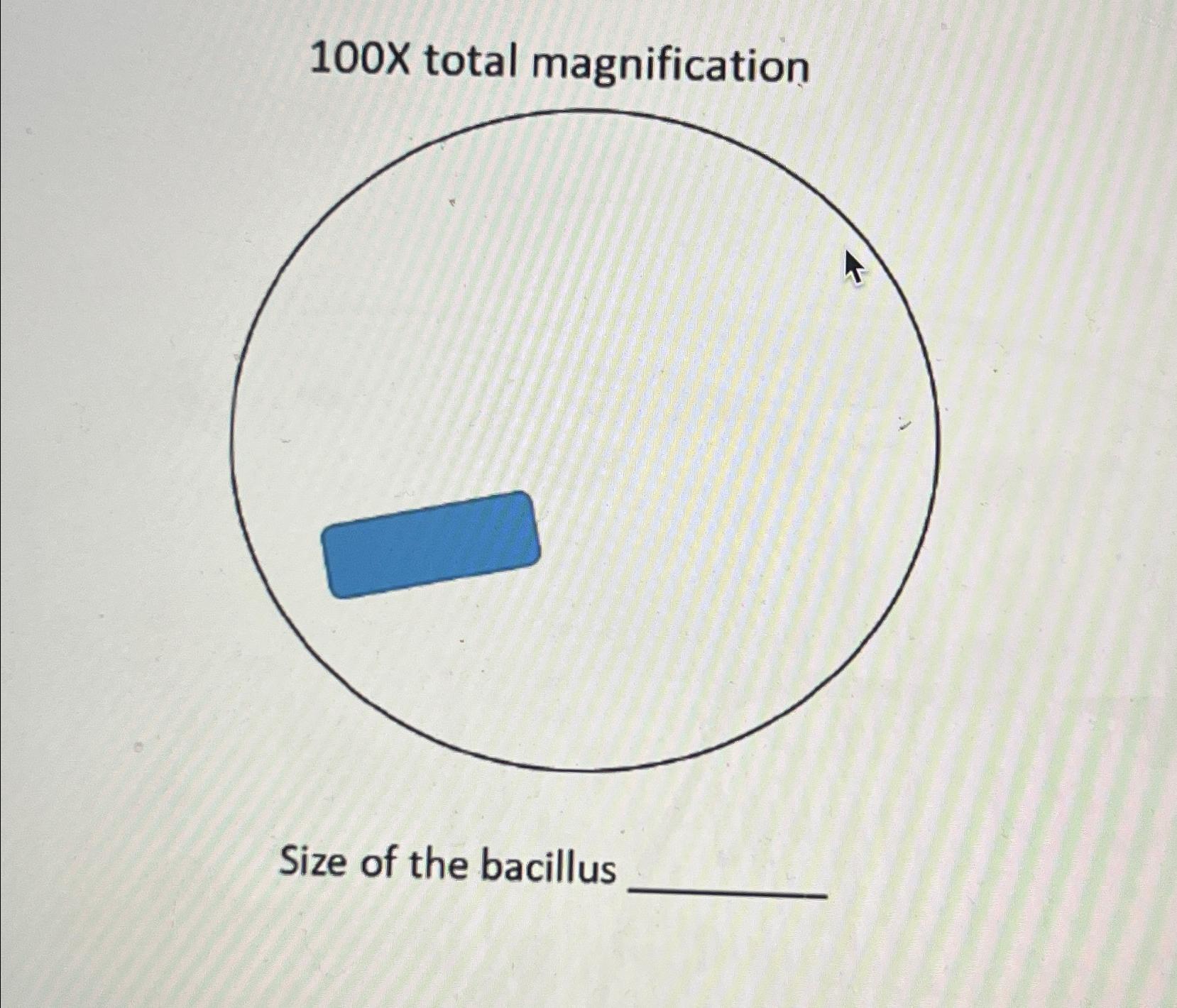 Solved 100x ﻿total magnificationSize of the bacillus | Chegg.com