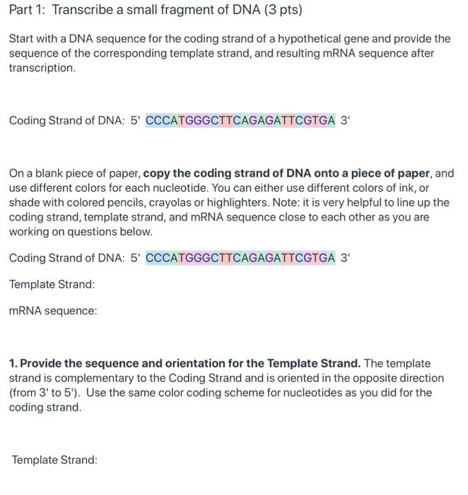 Solved Part 1: Transcribe a small fragment of DNA (3 pts) | Chegg.com
