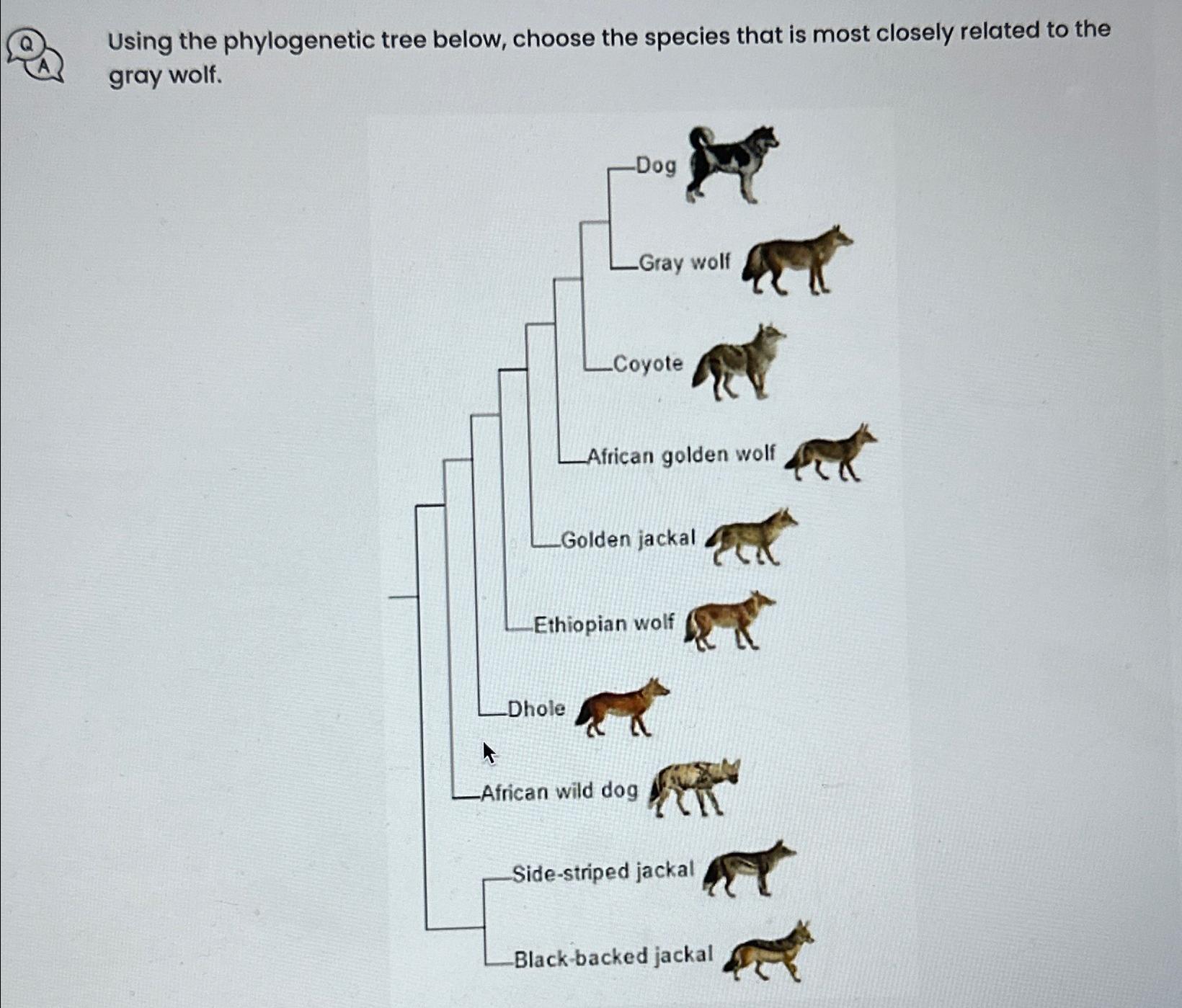 Solved Using the phylogenetic tree below, choose the species | Chegg.com