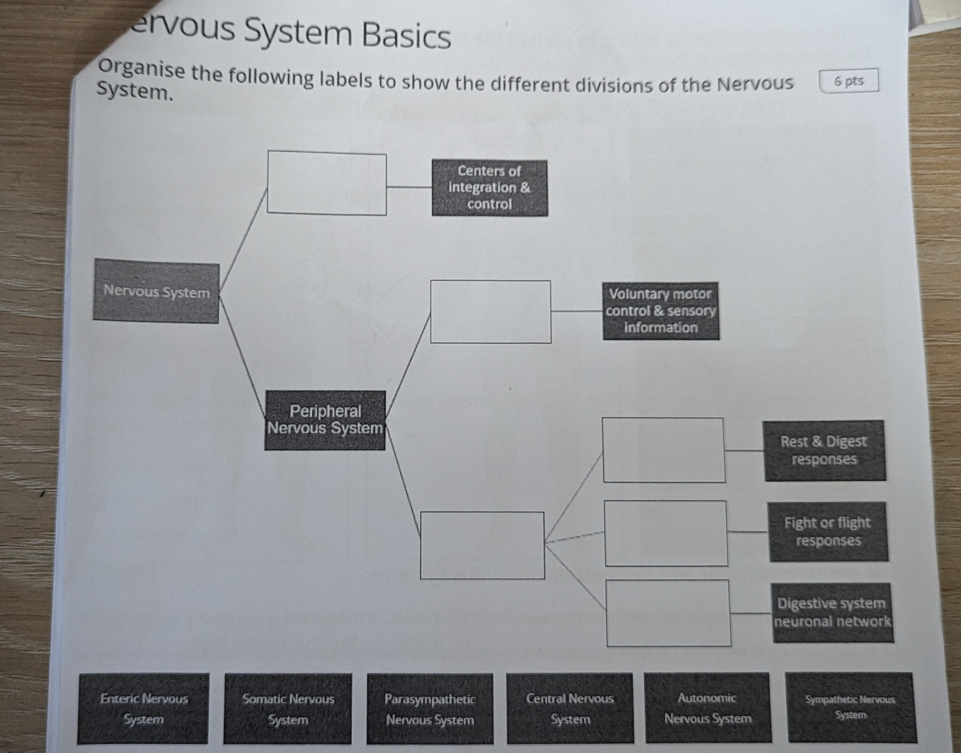 Solved ervous System BasicsOrganise the following labels to | Chegg.com