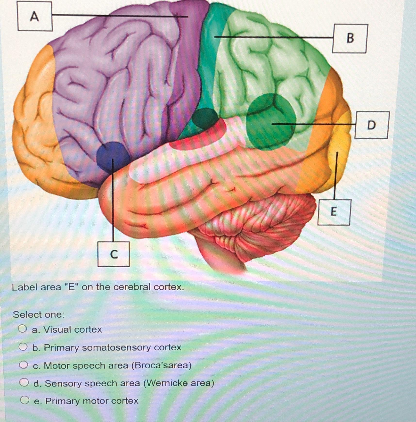 Solved Label area "E" ﻿on the cerebral cortex.Select one:a. | Chegg.com