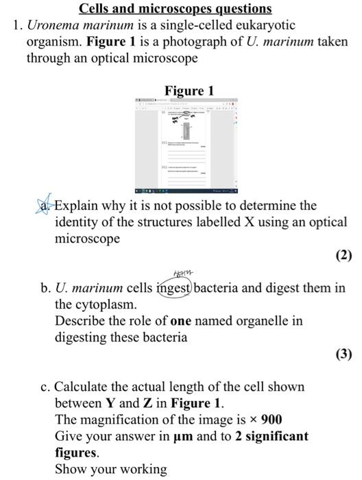 Solved Cells and microscopes questions 1. Uronema marinum is | Chegg.com
