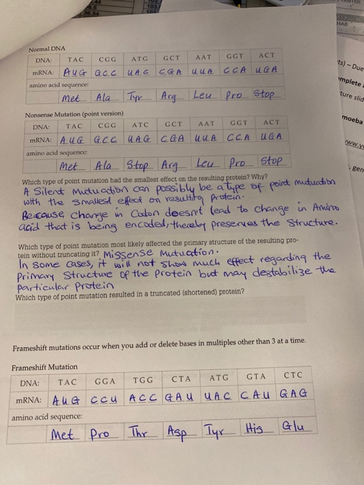 Solved 103. 10 36,54 HAB Normal DNA ATG GCT AAT GGT ACT ts) | Chegg.com