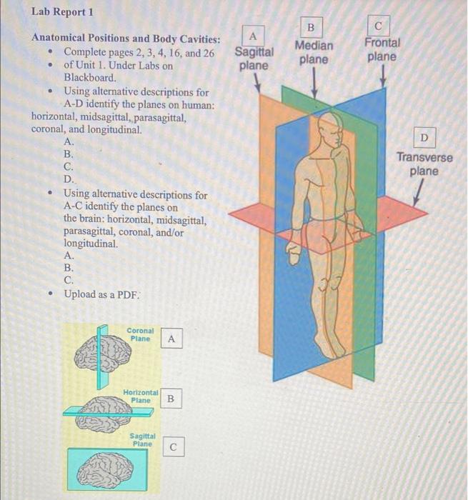 Solved Lab Report 1 B A С Frontal plane Median plane | Chegg.com