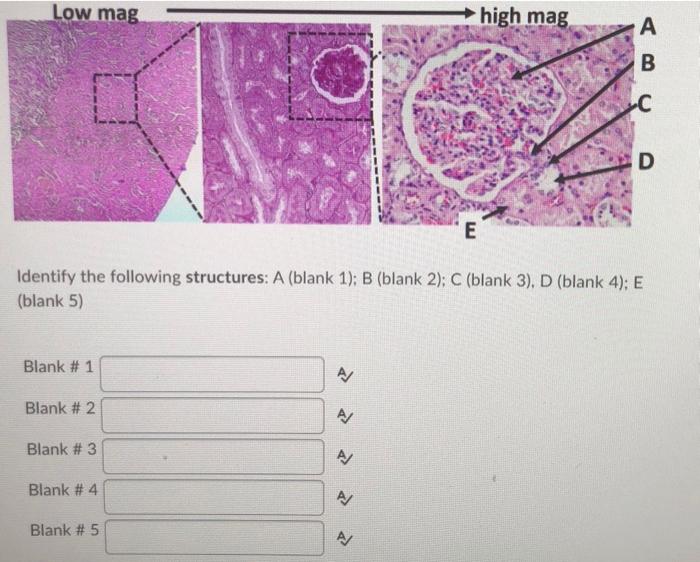 Solved high mag Low mag D E Identify the following | Chegg.com