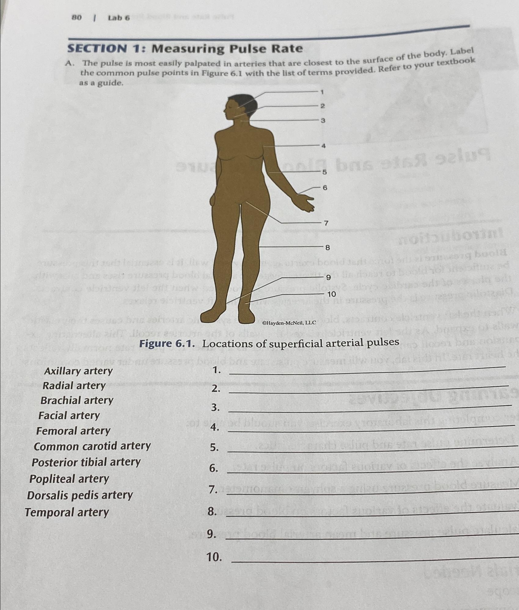 Solved Bo | ﻿Lab 6SECTION 1: Measuring Pulse RateA. ﻿The | Chegg.com