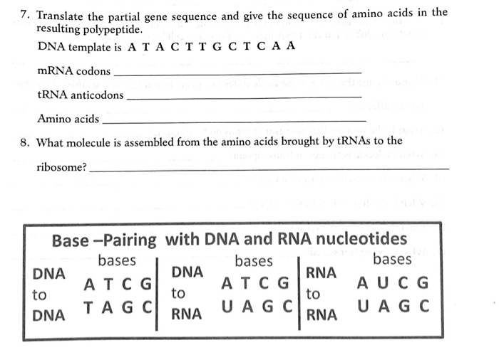 Solved 7. Translate the partial gene sequence and give the | Chegg.com