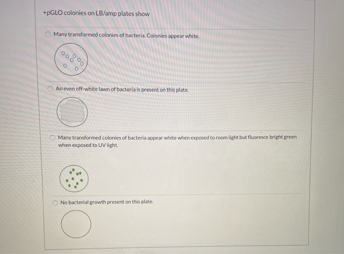 Solved +PGLO colonies on LB/amp plates show Many transformed | Chegg.com