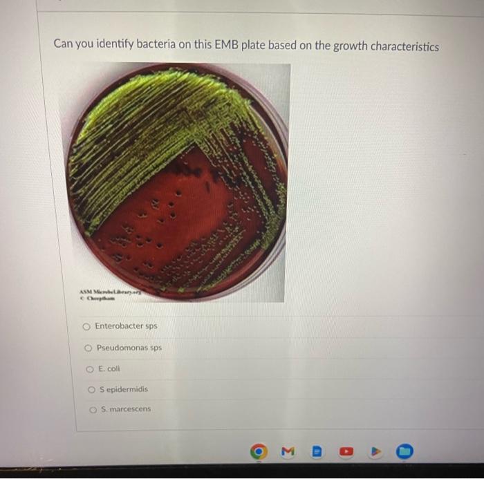 Solved Can you identify bacteria on this EMB plate based on | Chegg.com