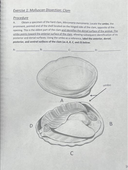Solved Procedure A. Obtain a specimen of the hard clam, | Chegg.com