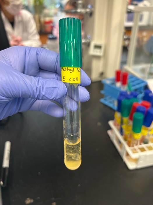 Solved Lab Report: Gram negative tests Name: Section/Date: | Chegg.com