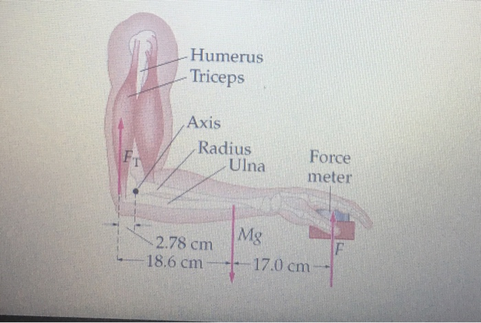 Solved Review To determine the force a person's triceps | Chegg.com