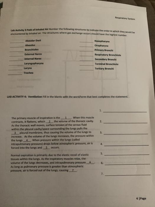 Solved Respiratory System Lab Activity 3 Path of inhaled Air | Chegg.com