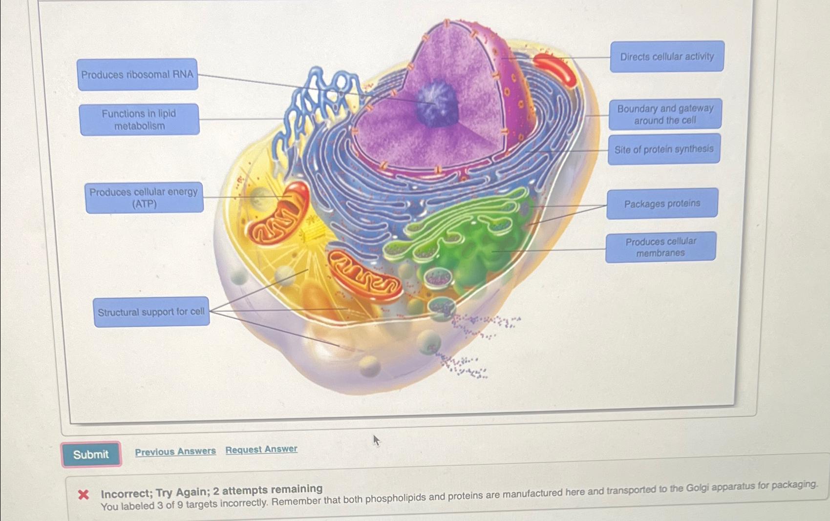 label the diagram with the correct function of each | Chegg.com