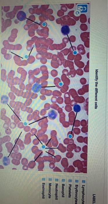 Solved Identify the different cells LABEL Lymphocyte | Chegg.com