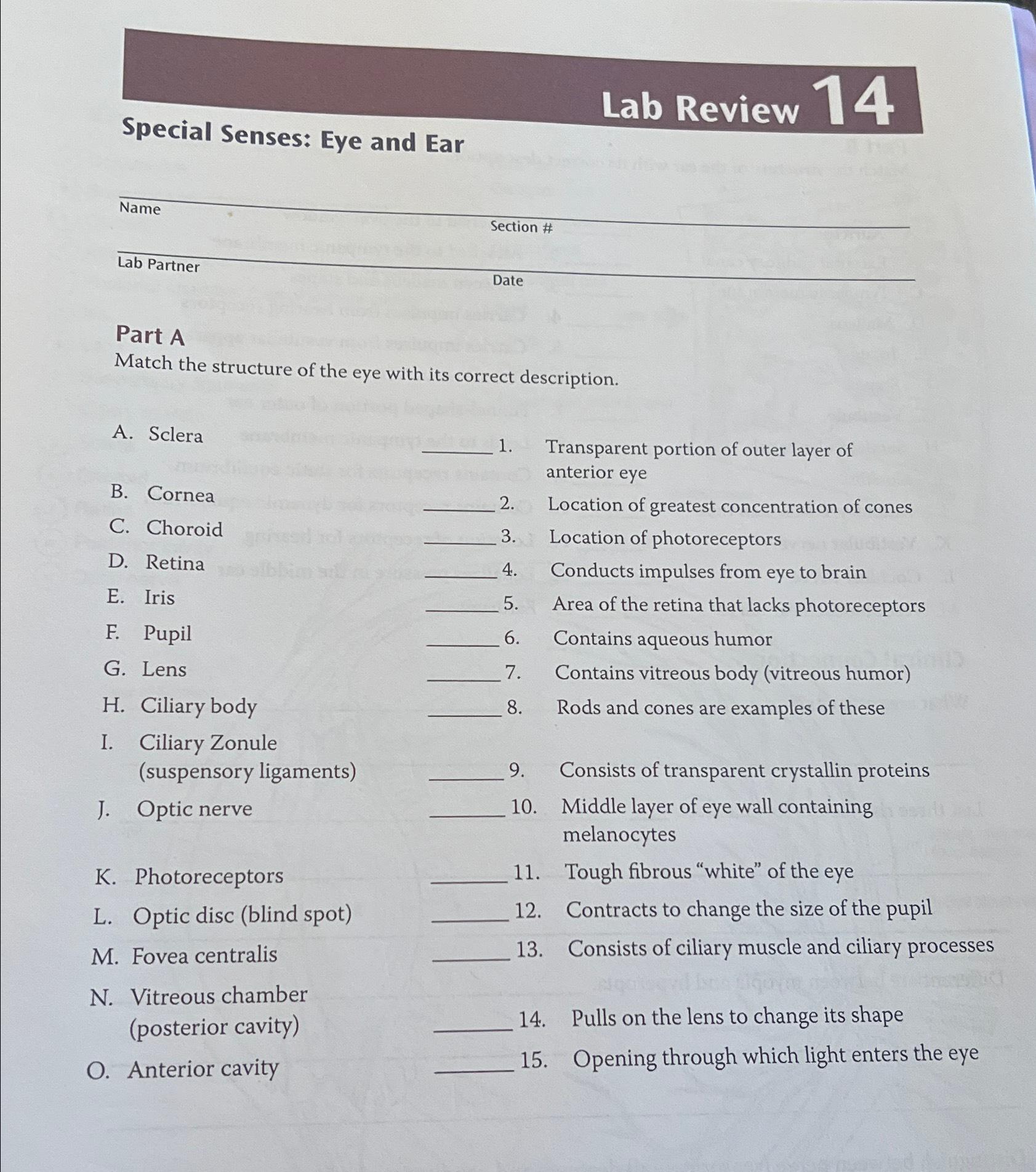 Solved Lab ReviewSpecial Senses: Eye and EarSection | Chegg.com