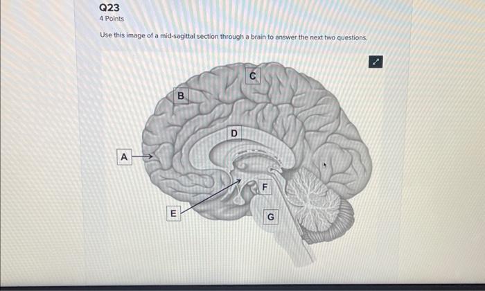 Solved 4 Points Use this image of a mid-sagittal section | Chegg.com