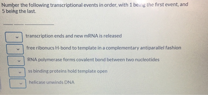 Solved Number the following transcriptional events in order, | Chegg.com