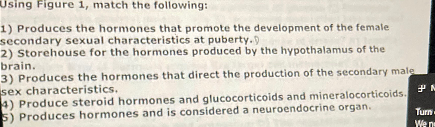 Solved Using Figure 1, ﻿match the following:Produces the | Chegg.com