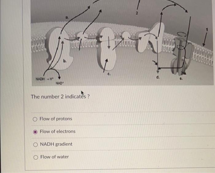 Solved 1. The number 2 indicates? a) Flow of protonsb) Flow | Chegg.com