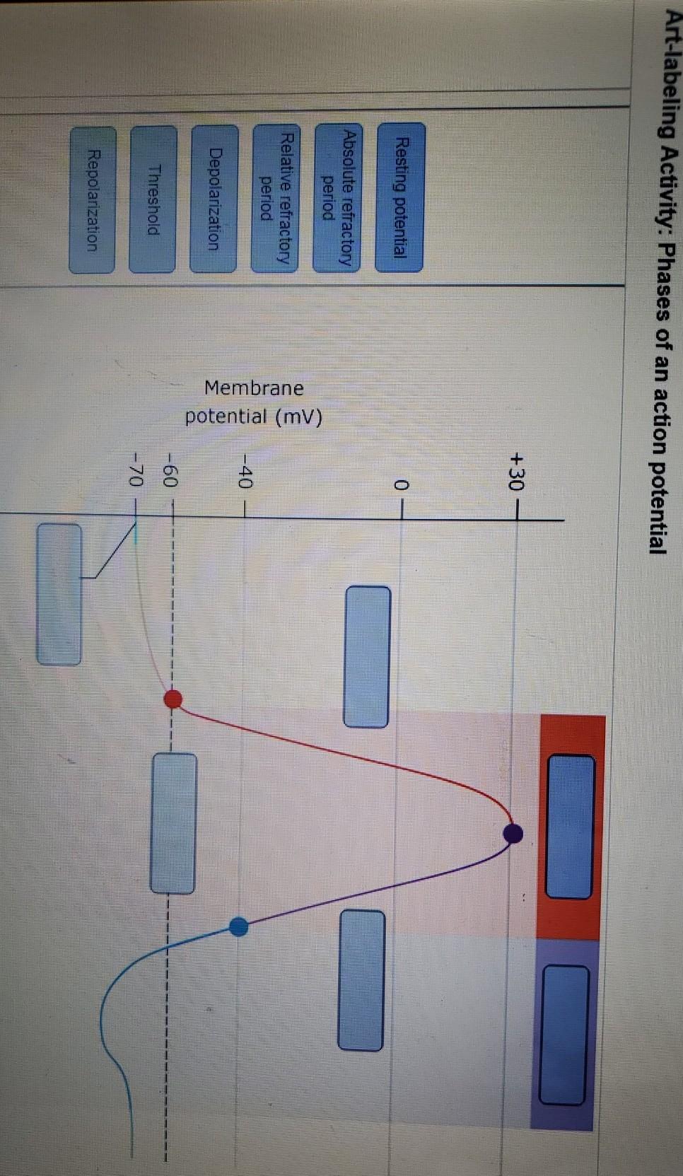 Solved Res Axon hillock Axon initial segment Voltage gated | Chegg.com