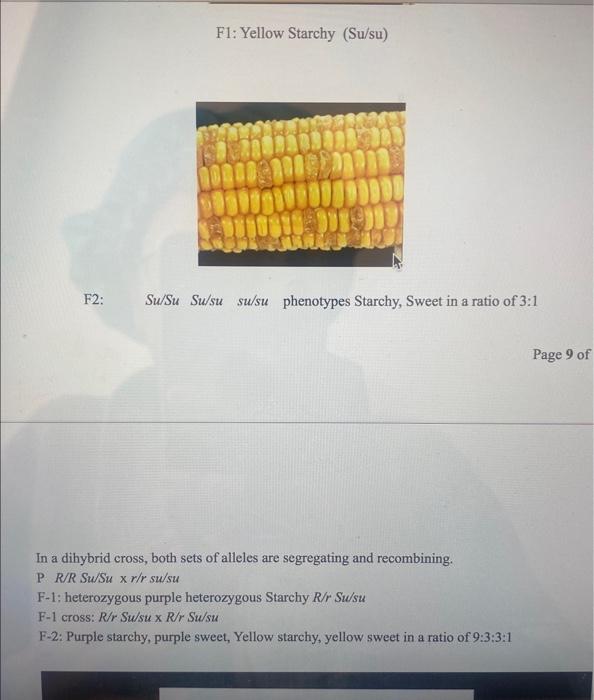 Solved Protocol 2: 1. Observe the image of a cob of corn in | Chegg.com